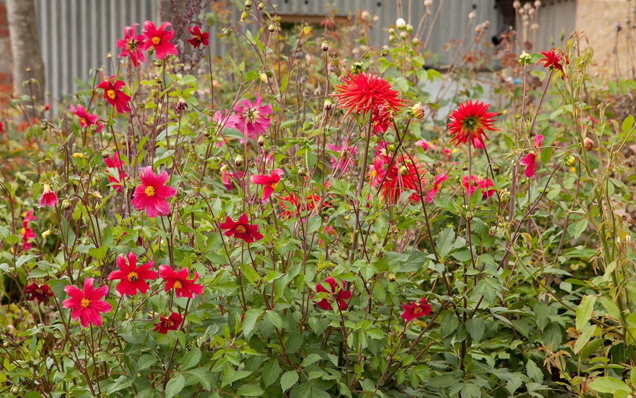 Summer's End - Dig Delve – An online magazine about gardens, landscape ...
