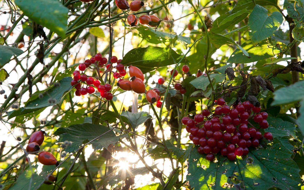 Hips & Berries - Dig Delve – An online magazine about gardens ...