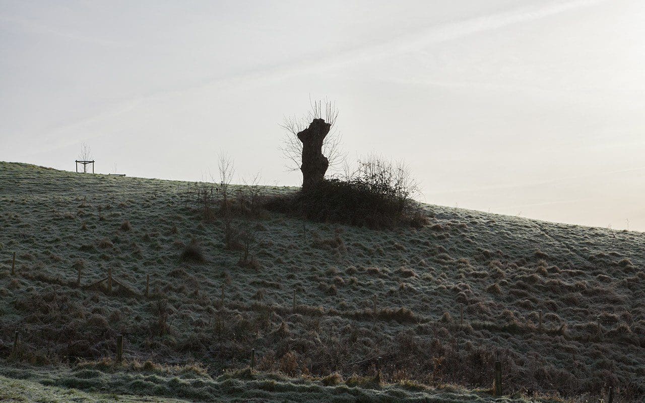 Ash Pollard – Dig Delve – An online magazine about gardens, landscape ...