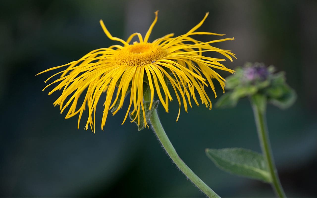 Inula magnifica 'Sonnenstrahl' - Dig Delve – An online magazine about ...
