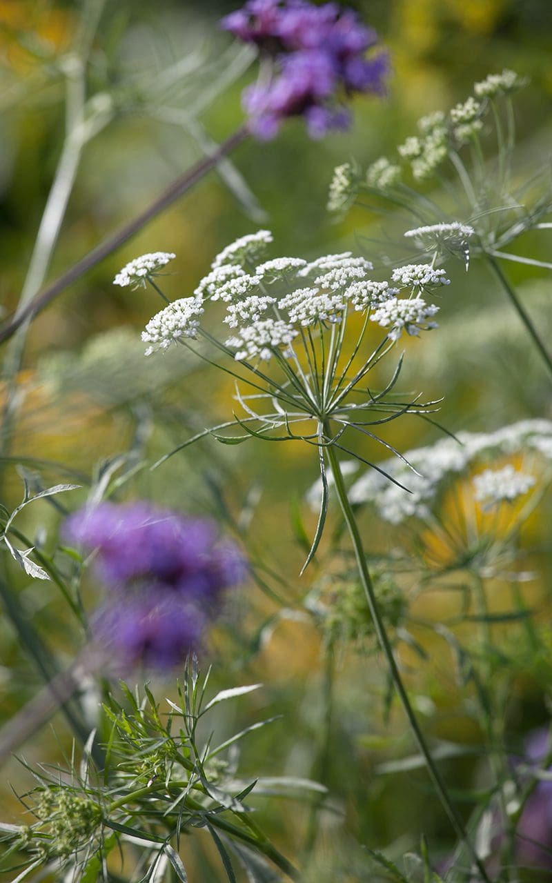 Annuals - Dig Delve – An online magazine about gardens, landscape ...
