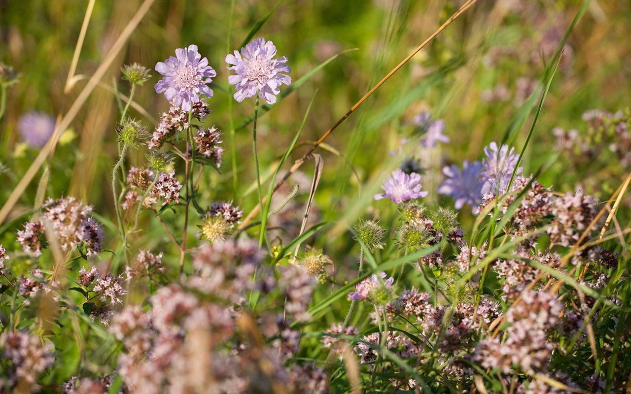 The Banks - Dig Delve – An online magazine about gardens, landscape ...