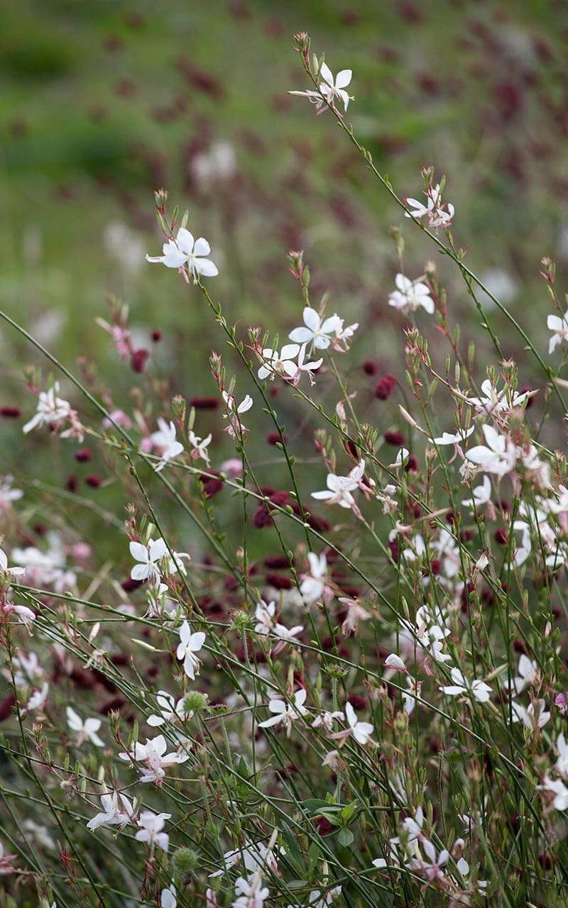 Garden Update / October - Dig Delve – An online magazine about gardens ...