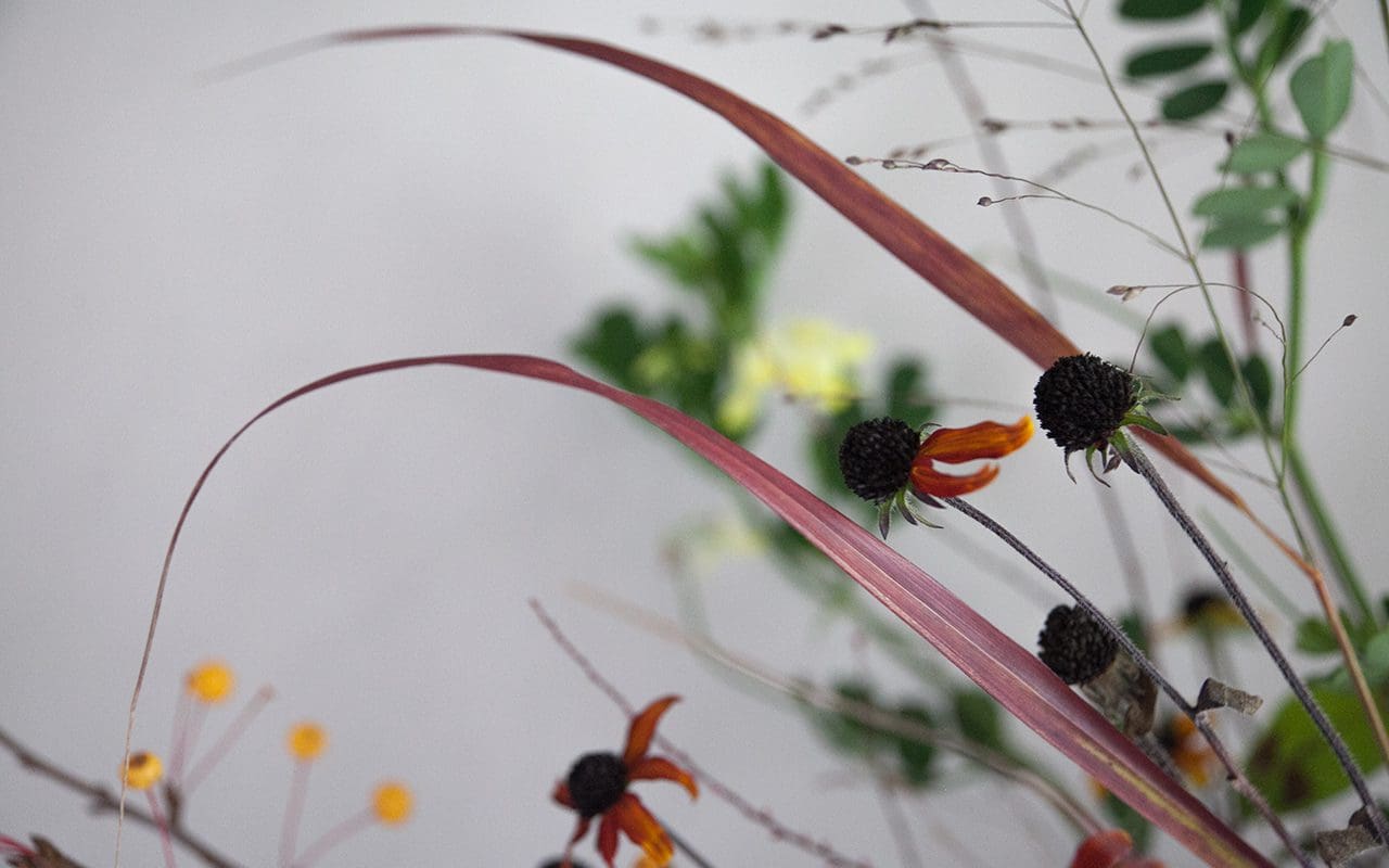 10 November 2017 - Dig Delve – An online magazine about gardens ...