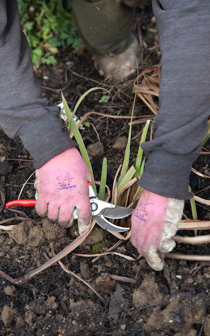 Cut Back - Dig Delve – An online magazine about gardens, landscape ...