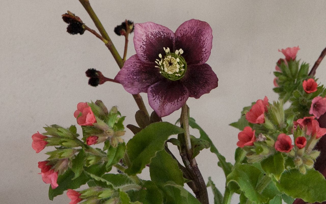 3 March 2018 - Dig Delve – An online magazine about gardens, landscape ...