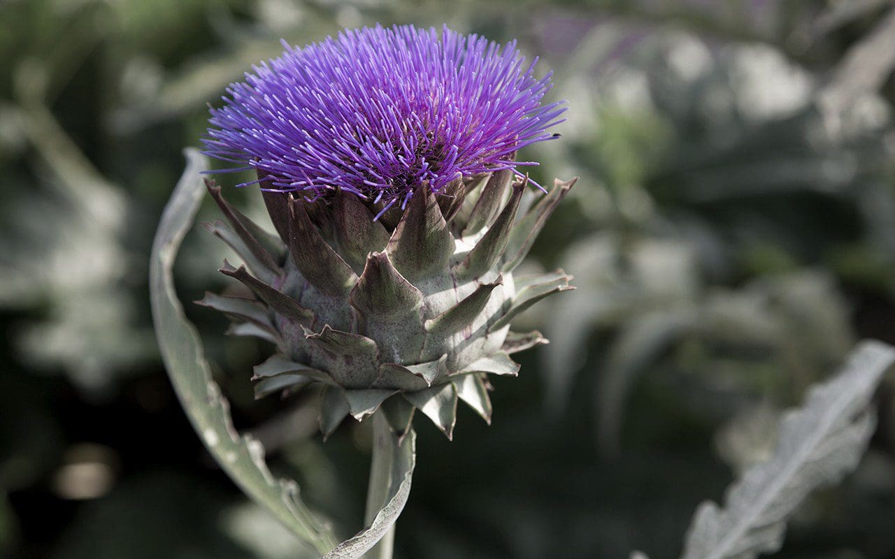 Thistles – Dig Delve – An online magazine about gardens, landscape ...