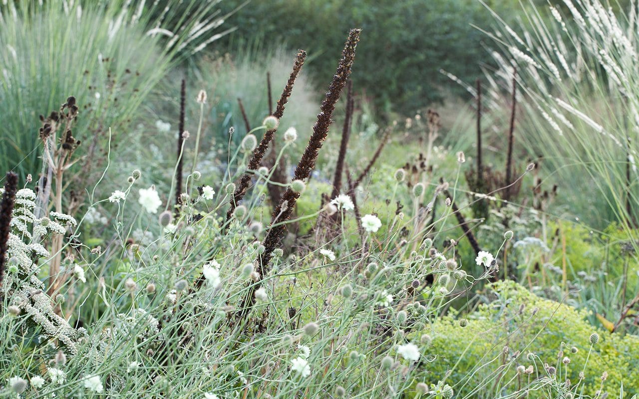Garden Update - October - Dig Delve – An online magazine about gardens ...
