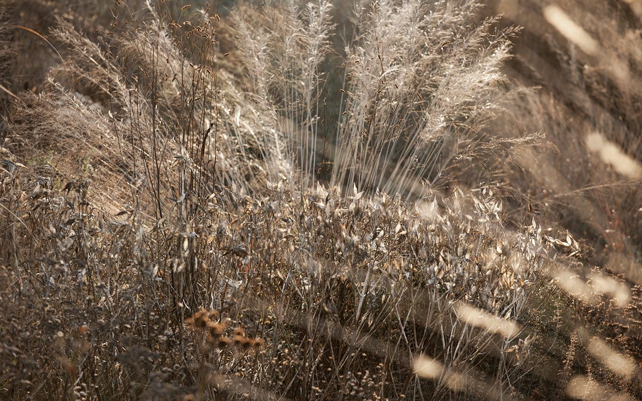 A New Year - Dig Delve – An online magazine about gardens, landscape ...