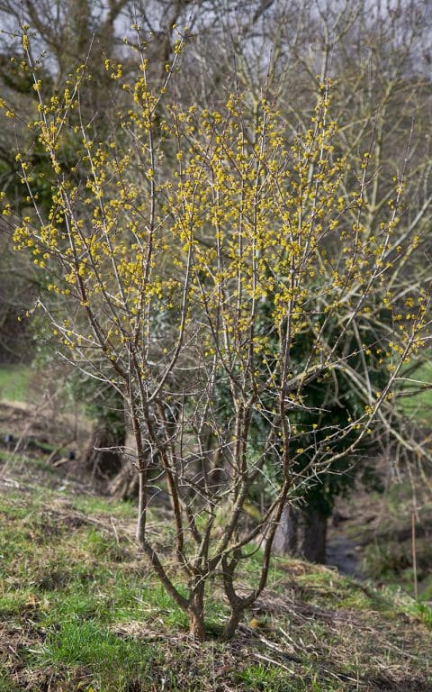 Cornus mas – Dig Delve – An online magazine about gardens, landscape ...