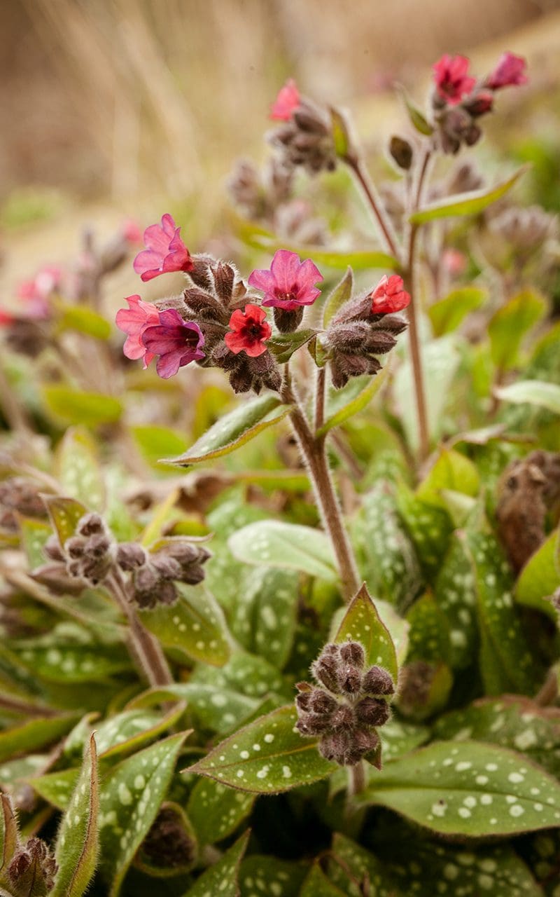 Pulmonaria - Dig Delve – An online magazine about gardens, landscape ...