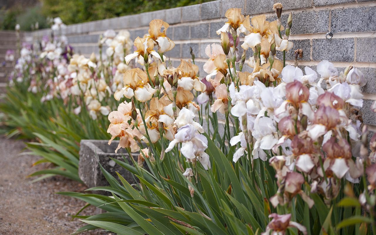 The Benton Irises - Dig Delve – An online magazine about gardens ...