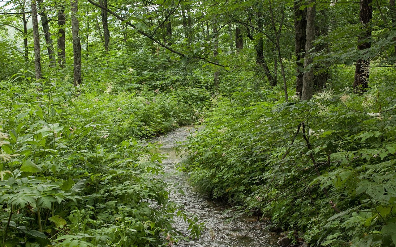 Return to the Forest - Dig Delve – An online magazine about gardens ...
