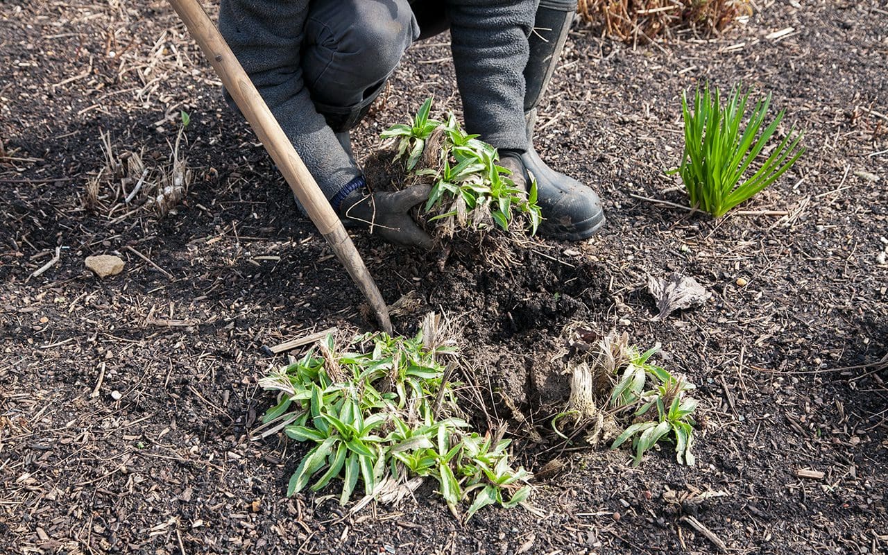 Splits & Divisions - Dig Delve – An online magazine about gardens ...