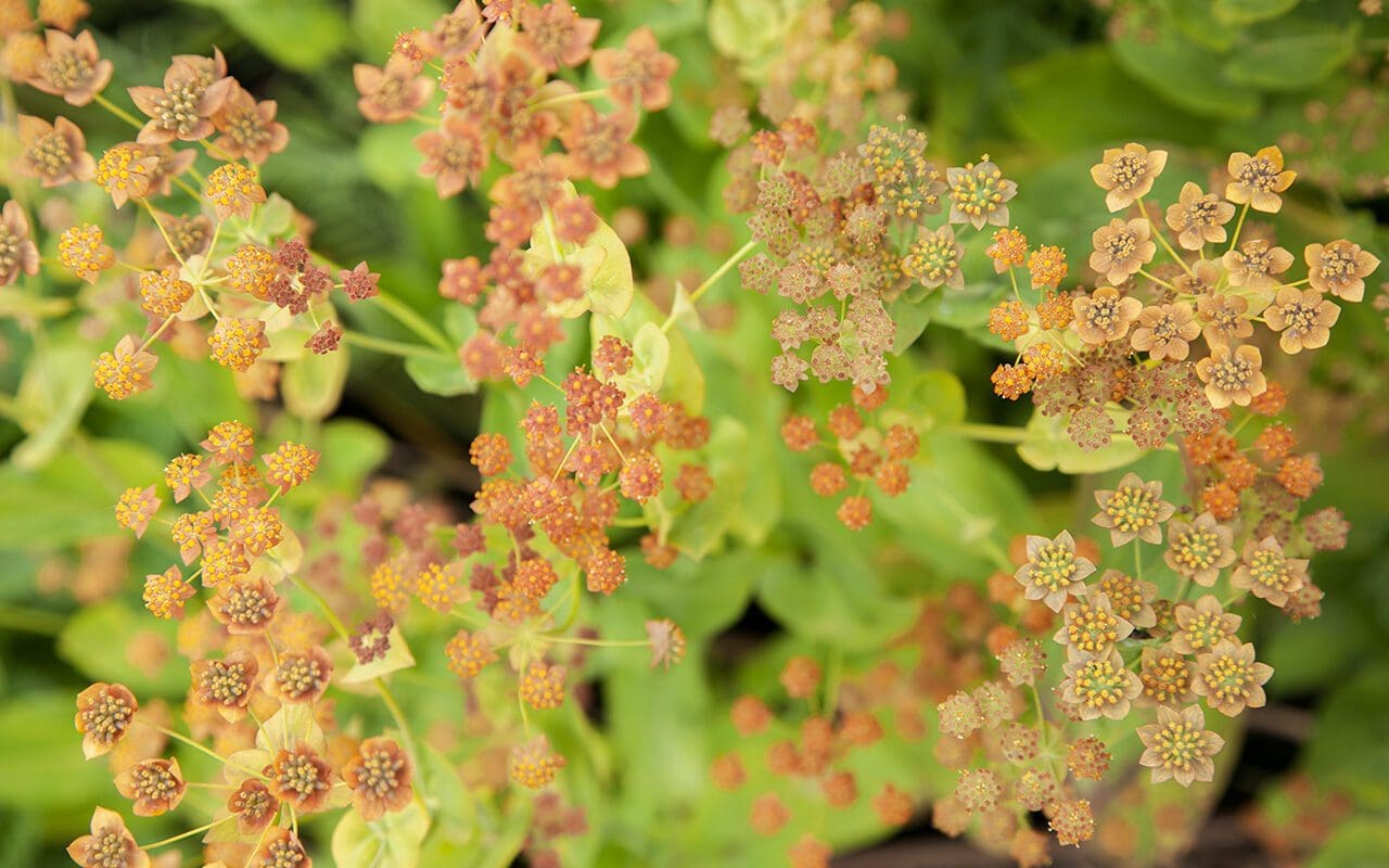 Bupleurum longifolium ‘Bronze Beauty’ – Dig Delve – An online magazine ...