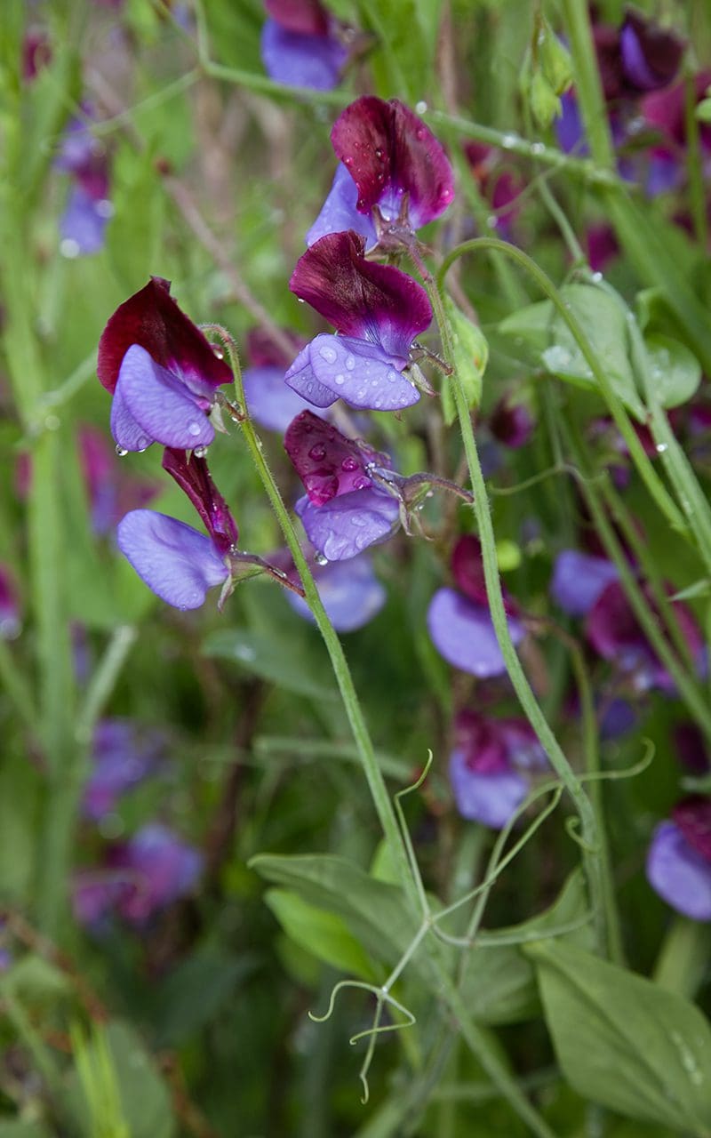 Lathyrus odoratus - Dig Delve – An online magazine about gardens ...