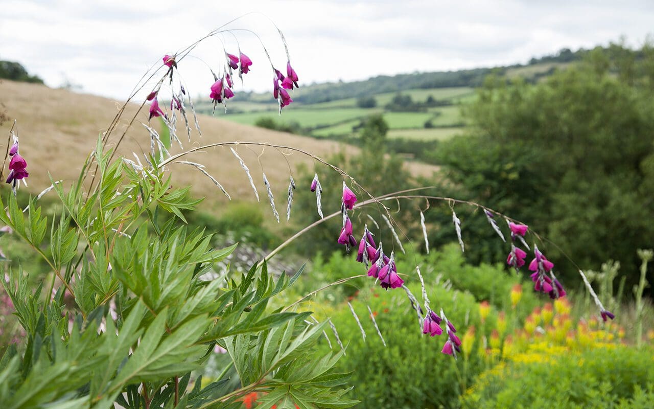 Dierama Days – Dig Delve – An online magazine about gardens, landscape ...