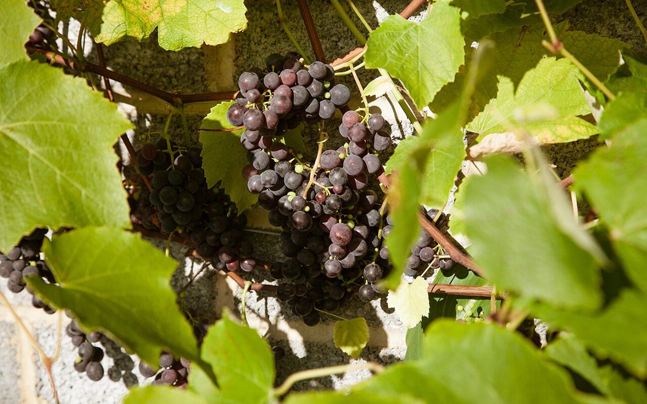 Vitis ‘Fragola’ – Dig Delve – An online magazine about gardens ...