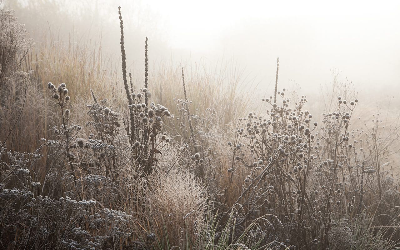 First Frost - Dig Delve – An online magazine about gardens, landscape ...