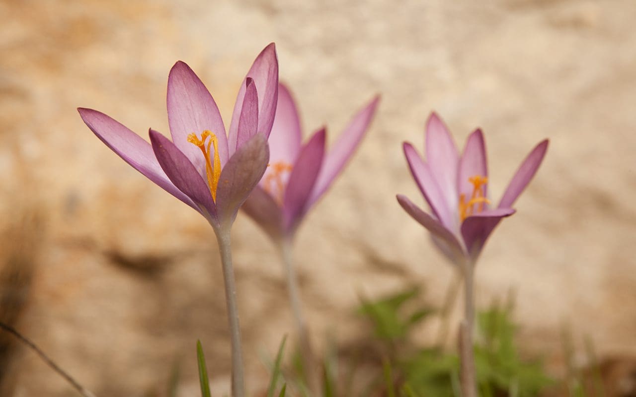 Crocus tommasinianus - Dig Delve – An online magazine about gardens ...