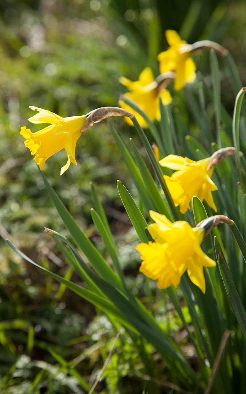 Narcissus obvallaris - Dig Delve – An online magazine about gardens ...