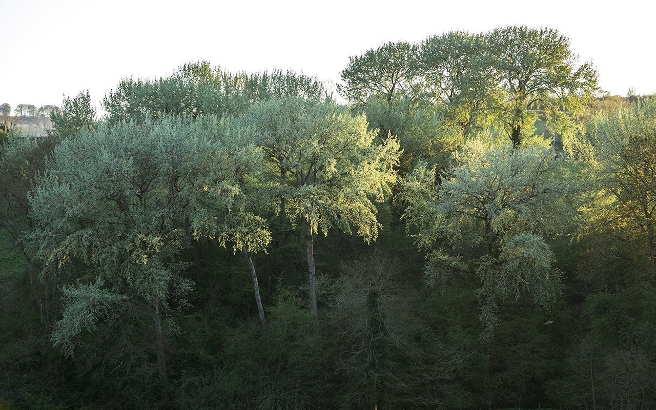 Grey Poplar - Dig Delve – An online magazine about gardens, landscape ...
