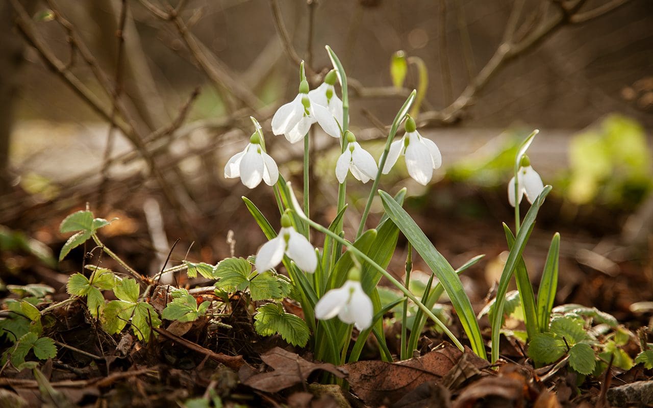 Early Snowdrops - Dig Delve – An online magazine about gardens ...