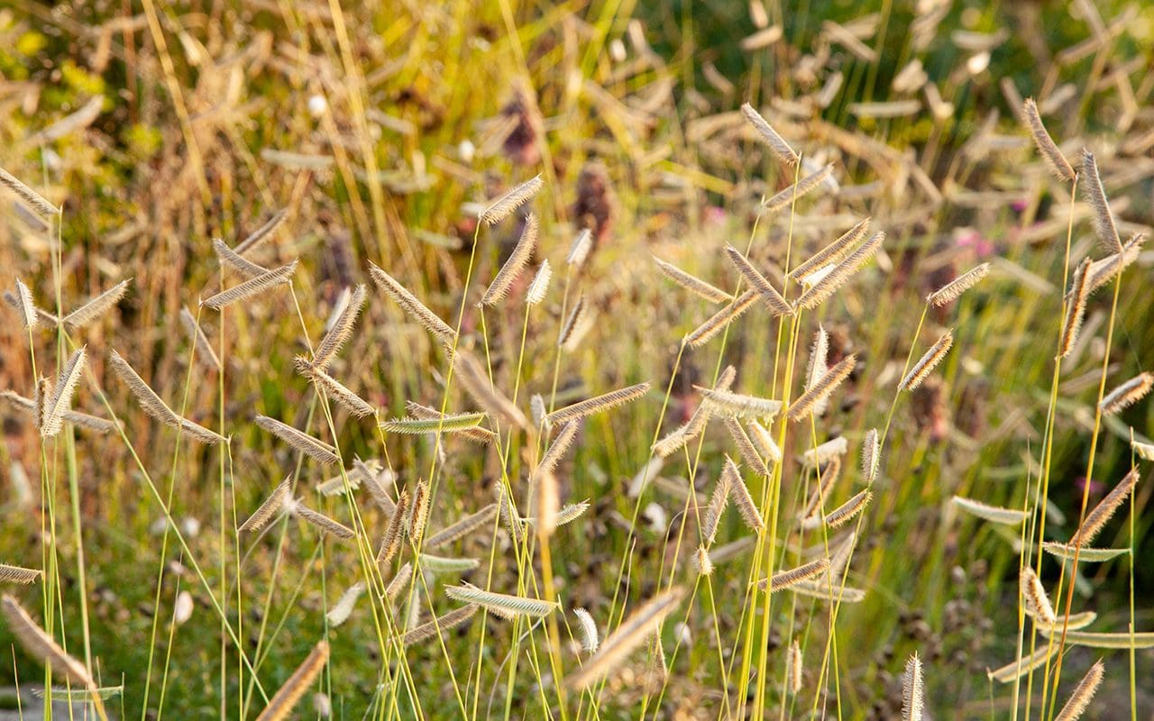 Bouteloua gracilis - Dig Delve – An online magazine about gardens ...
