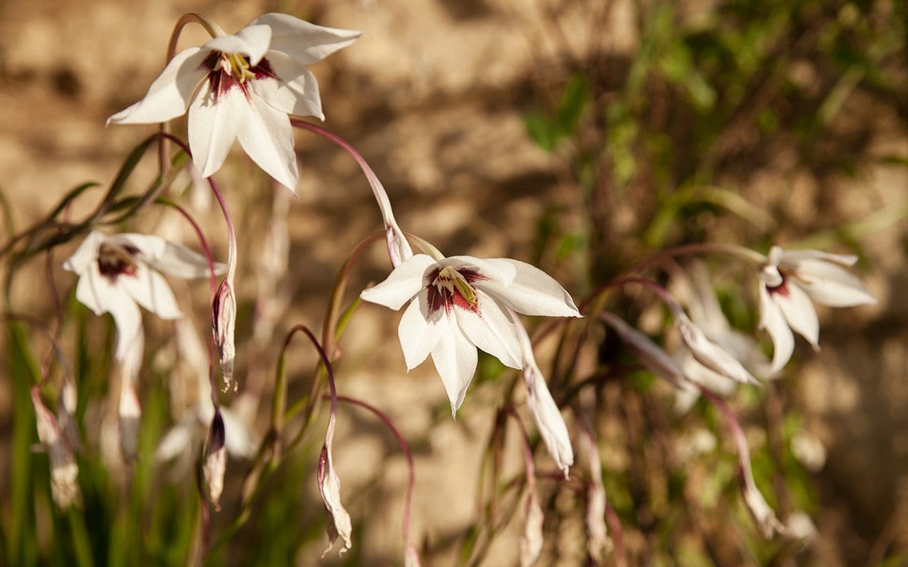 Late Season Bulbs - Dig Delve – An online magazine about gardens ...