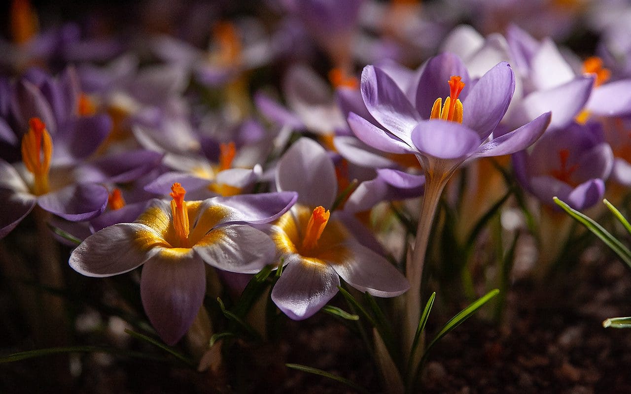Crocus - Dig Delve – An online magazine about gardens, landscape ...
