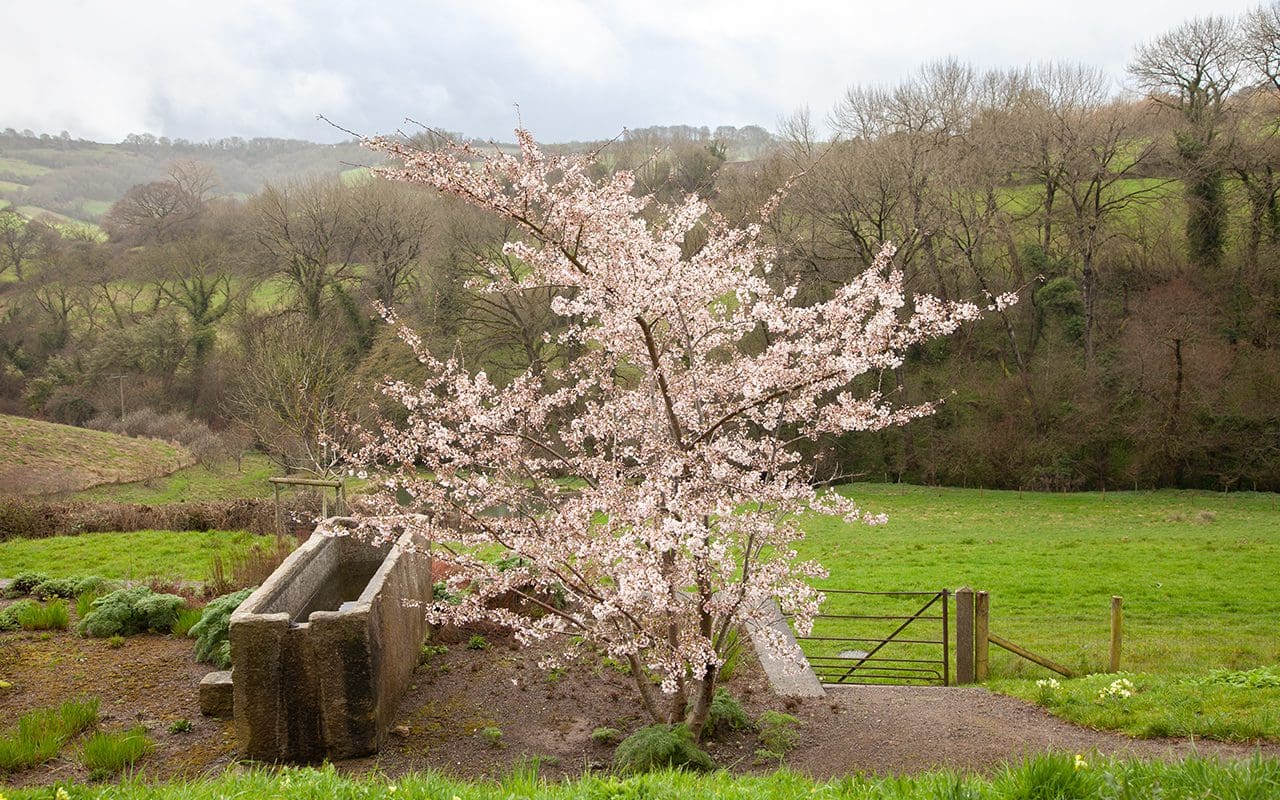 March into April - Dig Delve – An online magazine about gardens ...