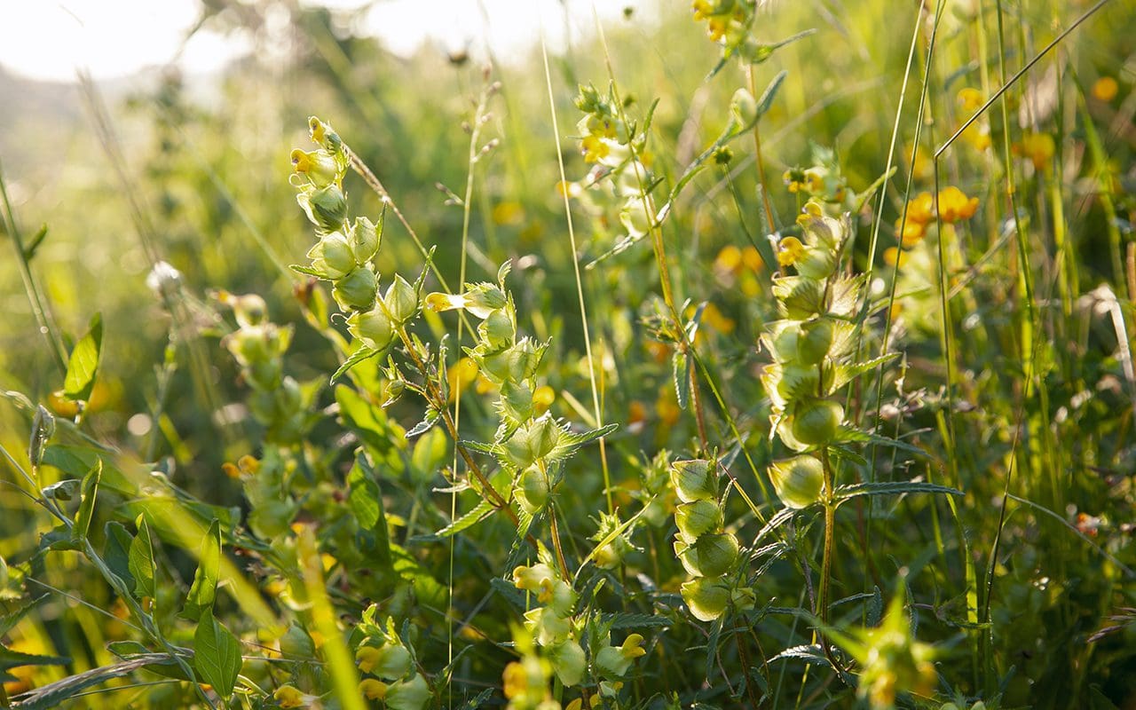 Yellow Rattle - Dig Delve – An online magazine about gardens, landscape ...