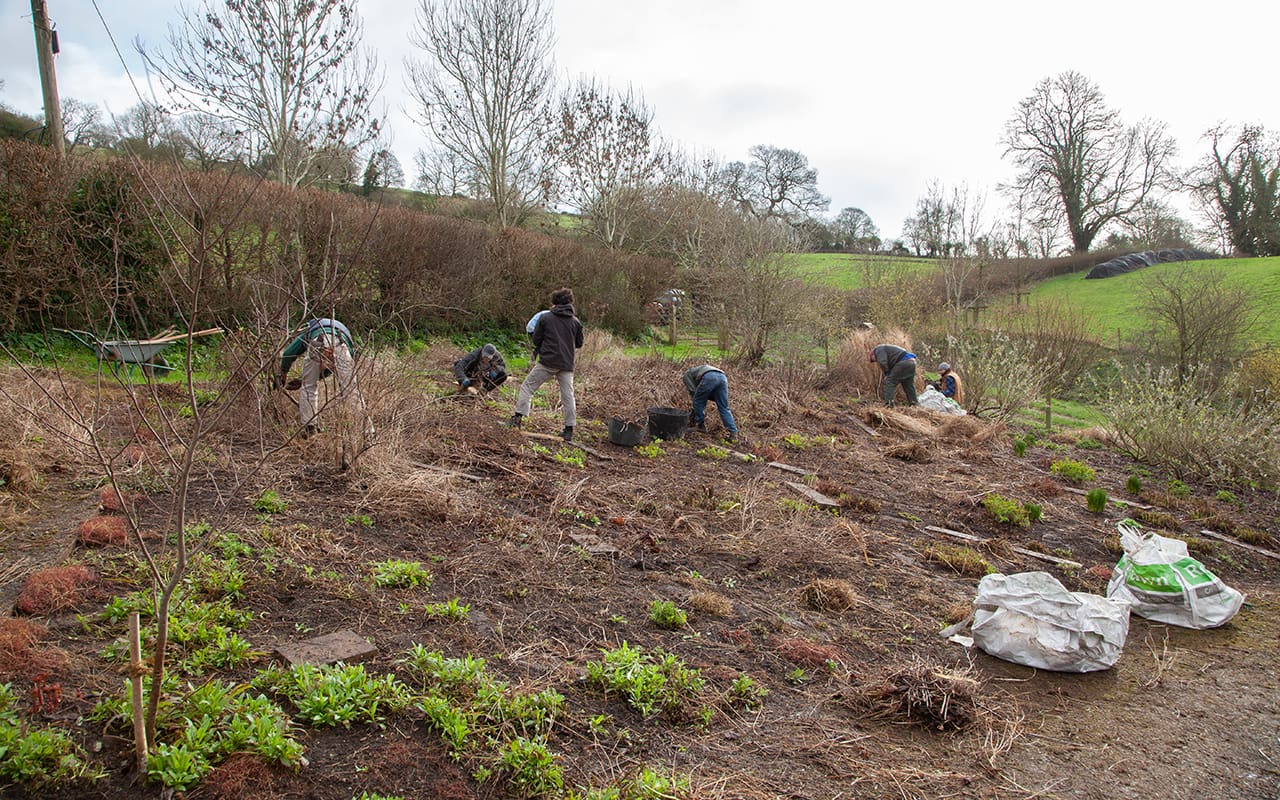 The Final Cutback - Dig Delve – An online magazine about gardens, landscape, growing & making ...