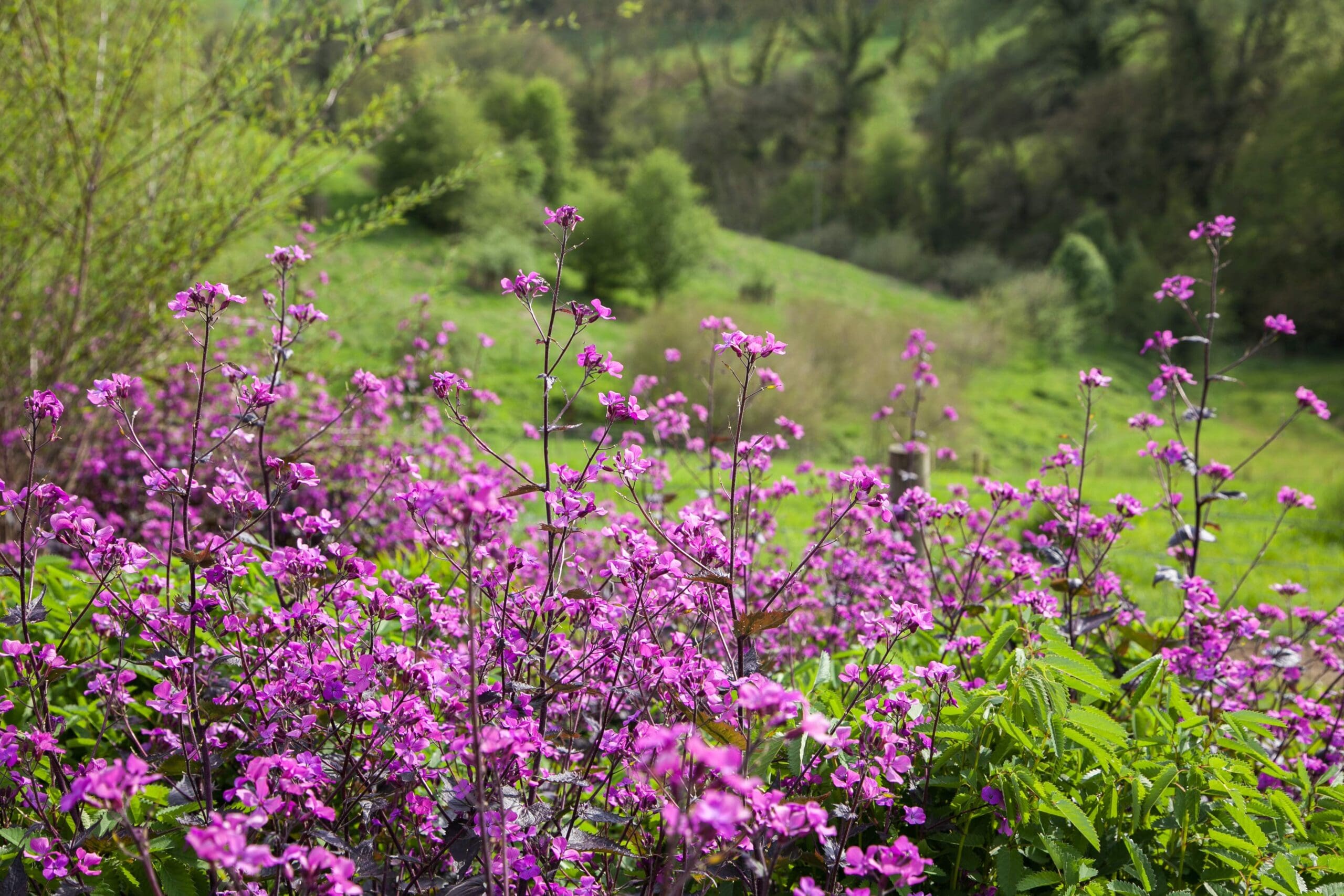 Front page - Dig Delve – An online magazine about gardens, landscape ...