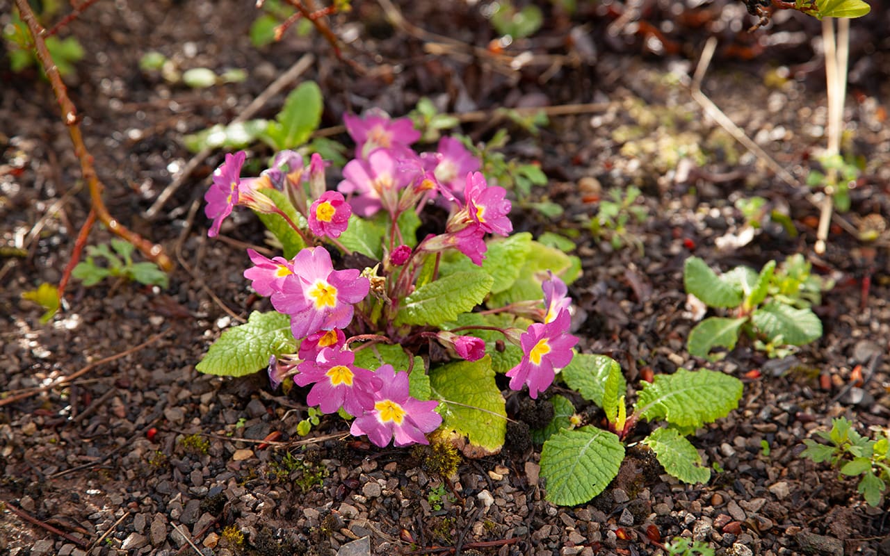 Wild Combination - Dig Delve – An online magazine about gardens, landscape, growing & making ...
