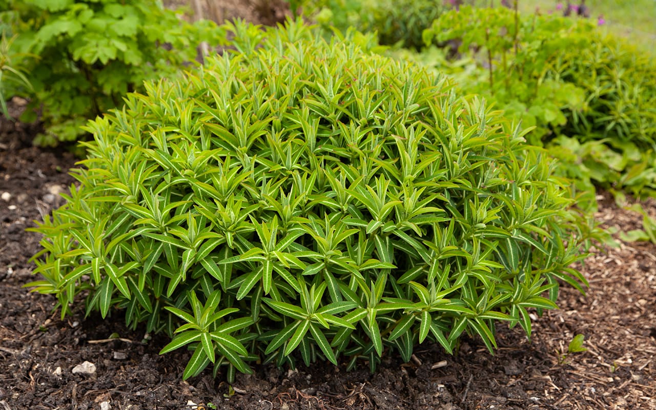 Euphorbia - Dig Delve – An online magazine about gardens, landscape ...