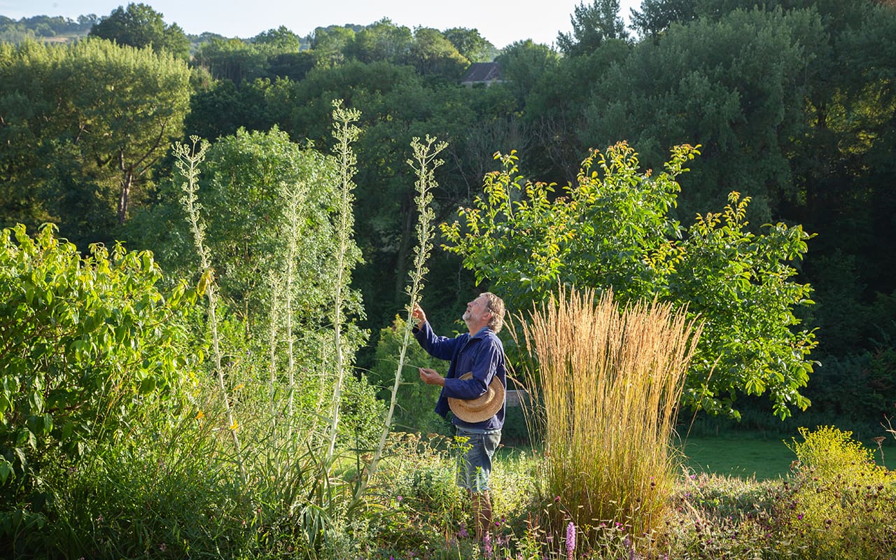 Eryngium paniculatum - Dig Delve – An online magazine about gardens, landscape, growing & making ...