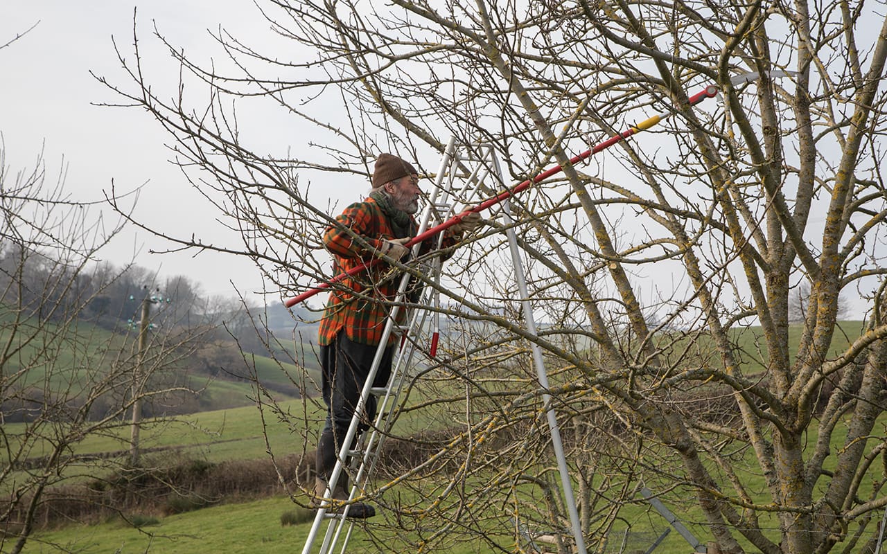 Last Prunings - Dig Delve – An online magazine about gardens, landscape, growing & making. Dig ...
