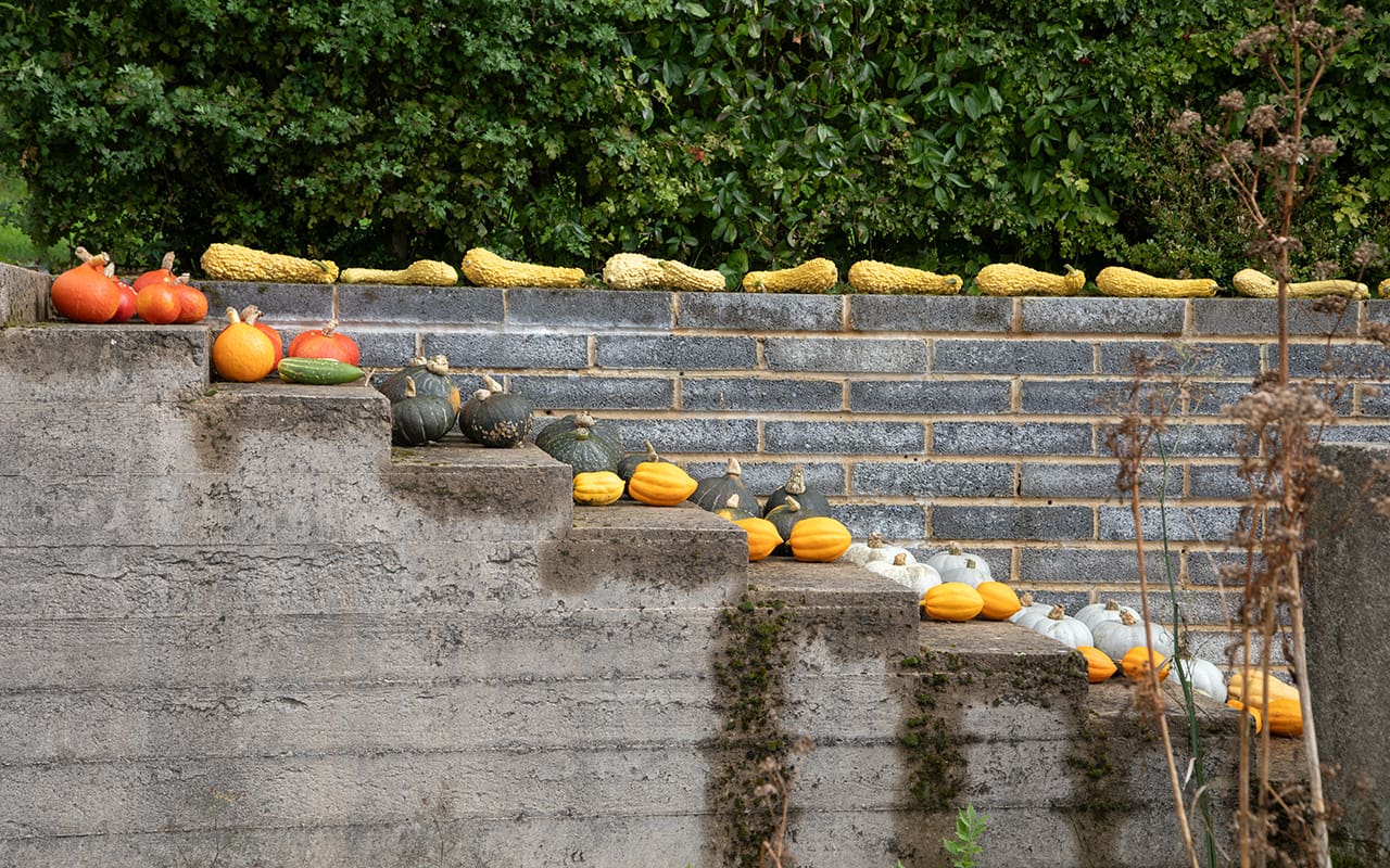 September Rush - Dig Delve – An online magazine about gardens, landscape, growing & making. Dig ...