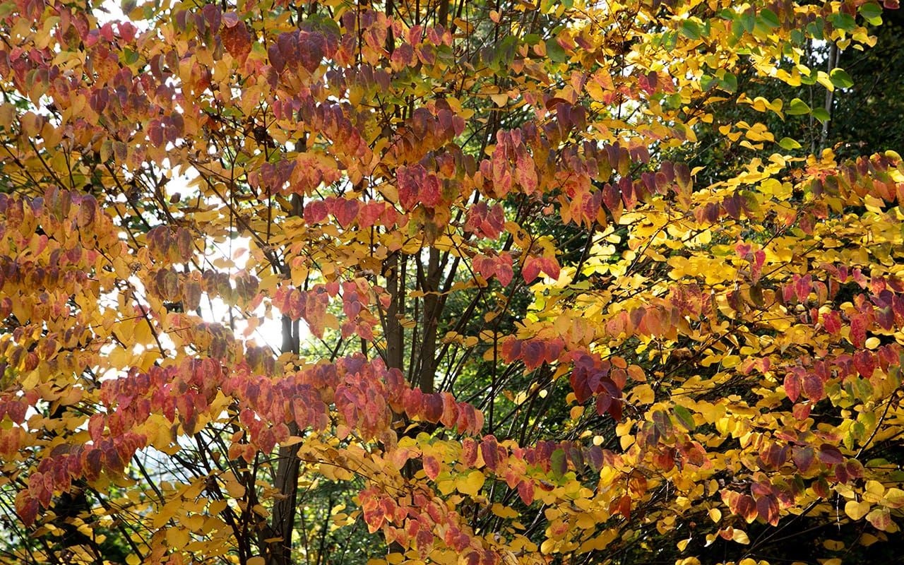 Katsura - Dig Delve – An online magazine about gardens, landscape, growing & making. Dig Delve ...